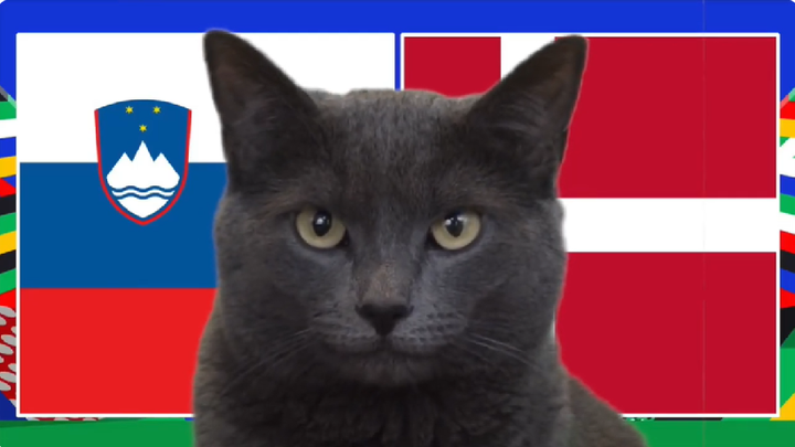 Mèo tiên tri dự đoán Slovenia vs Đan Mạch, 23h ngày 16/6, Euro 2024